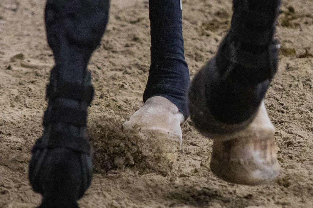 Hoof Problems Often Start in the Feed Room - The Plaid Horse Magazine