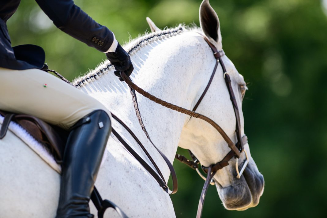 When “Bad Behavior” Isn’t Bad Behavior at All - The Plaid Horse Magazine