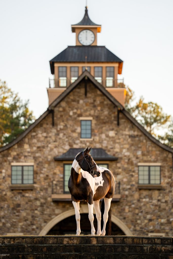 Grimoire D’Elphen Sets the Standard - The Plaid Horse Magazine