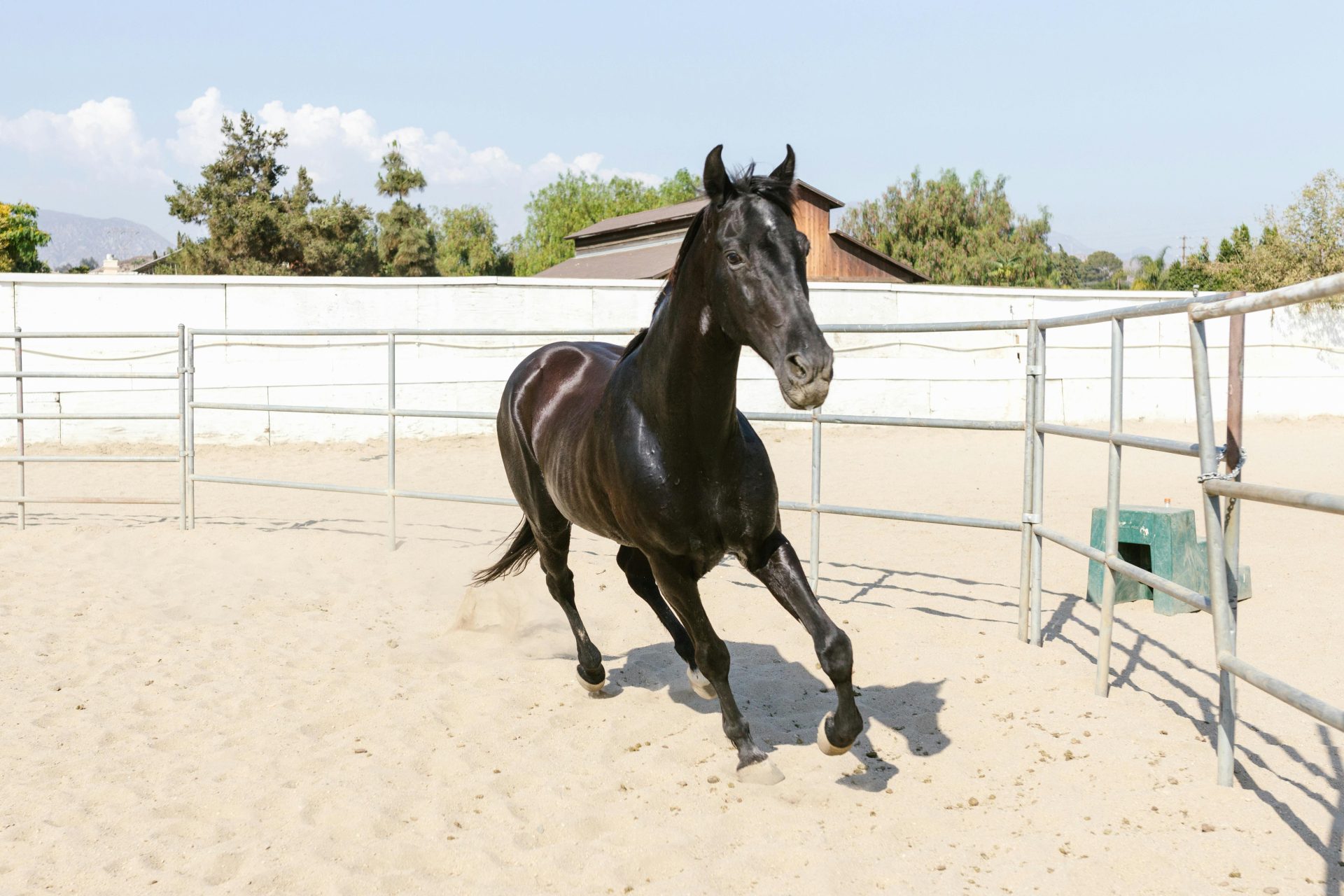 Wearable Tech for Horses - Breakthrough or Risk? - The Plaid Horse Magazine