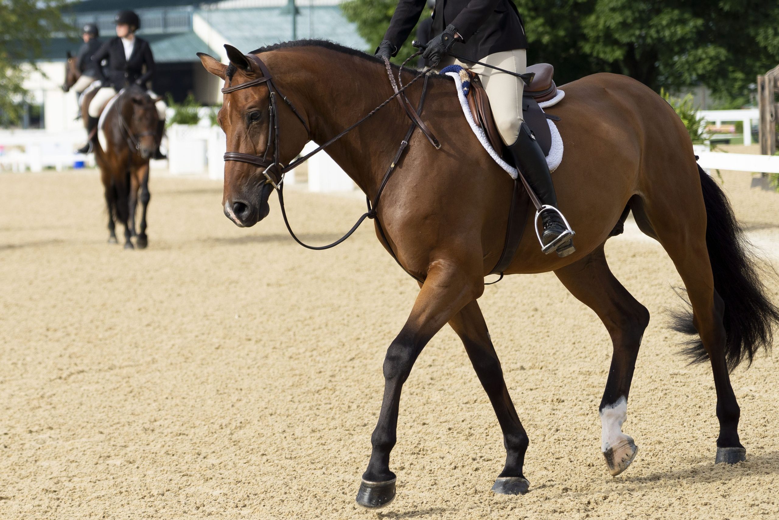 Trainer Tuesday: How Would You Help A Rider Who Struggles to Hold Their ...