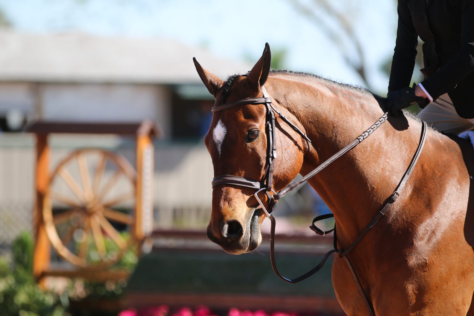 The Disappearing Middle of the Hunter/Jumper Industry - The Plaid Horse ...