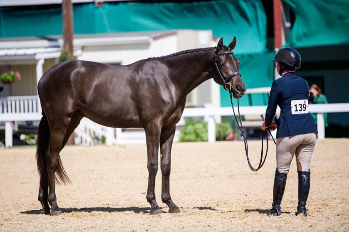 The Name Behind the Name: Understanding the New USEF Breeder Prefix ...