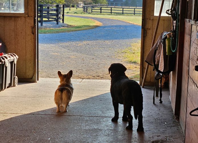 The “Dog” In Charge - The Plaid Horse Magazine