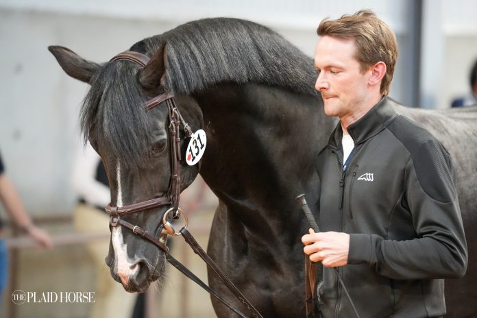 Humanity Over Vanity: Rethinking Horse Welfare in Clipping and Grooming ...